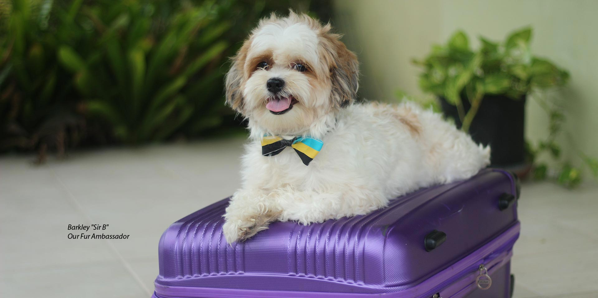 Bahamas Pet Permits Made Easy: 24-48 Hour Processing, Setup & Support